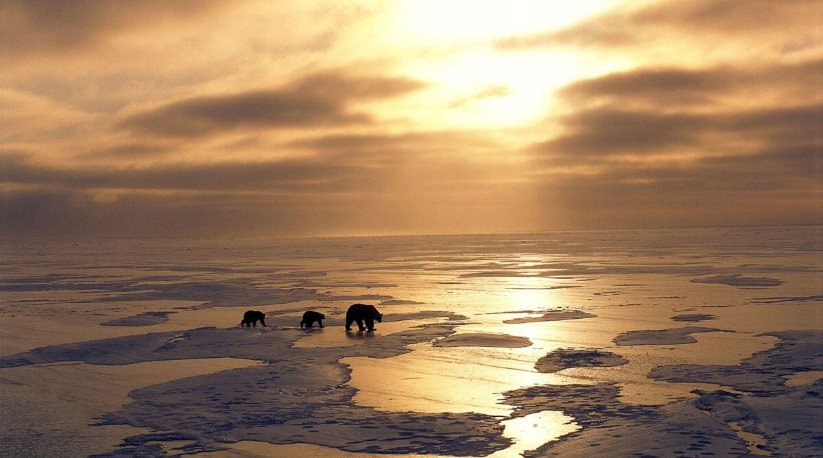 earth (2009) Movie Photos and Stills | Fandango