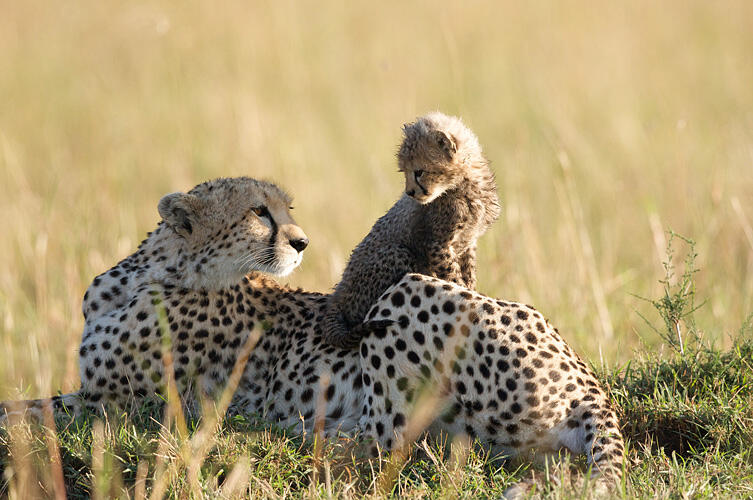 African Cats Movie Photos and Stills | Fandango
