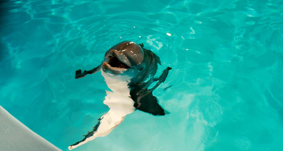 Dolphin Tale Movie Photos and Stills | Fandango