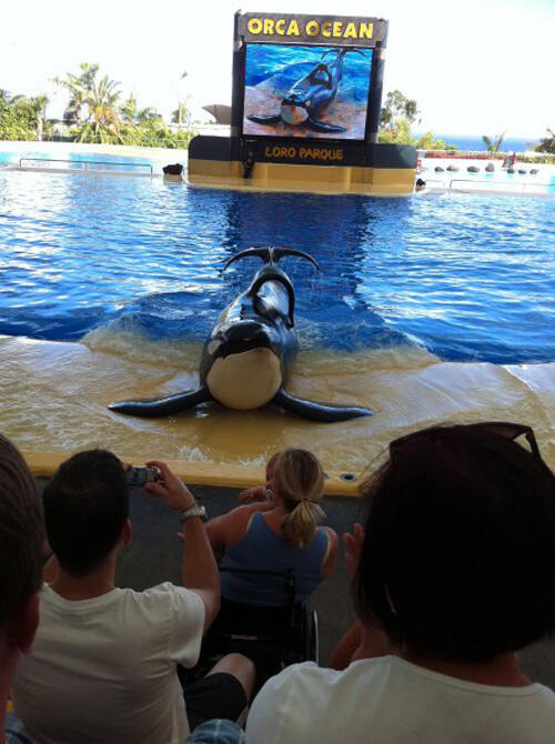 Blackfish Movie Photos and Stills | Fandango