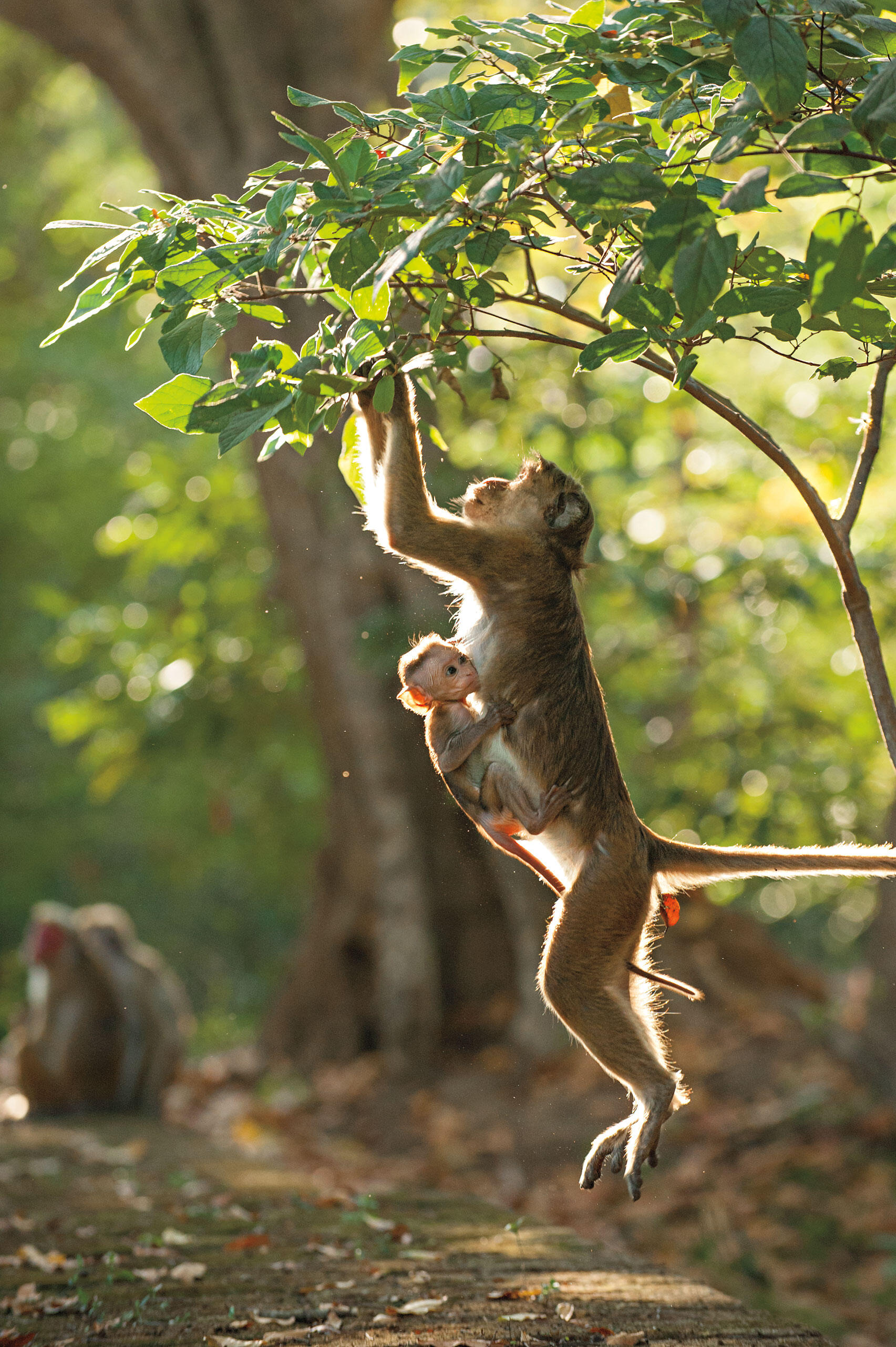 Monkey Kingdom Movie Photos and Stills | Fandango