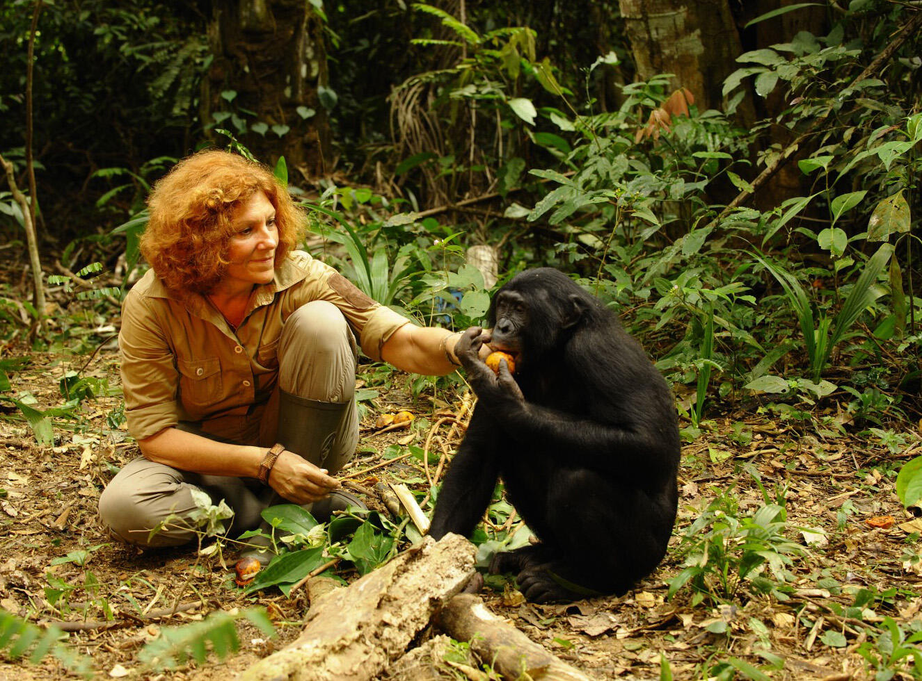 Bonobos: Back To The Wild Movie Photos and Stills | Fandango