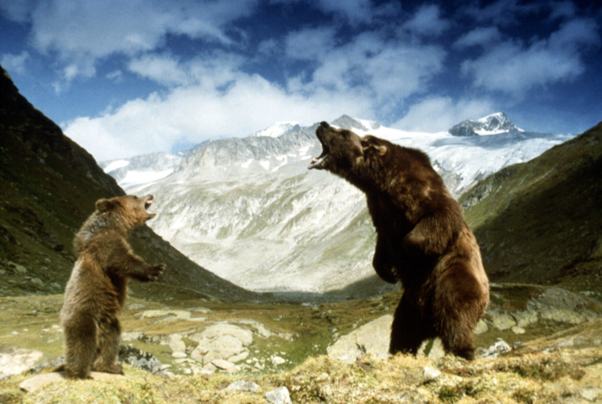 The Bear Facts | Fandango