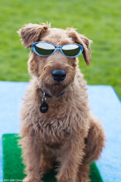 Which Breed Of Dog Is Known As A Firehouse Mascot