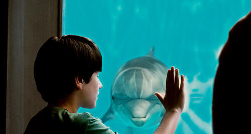 dolphin tale 3
