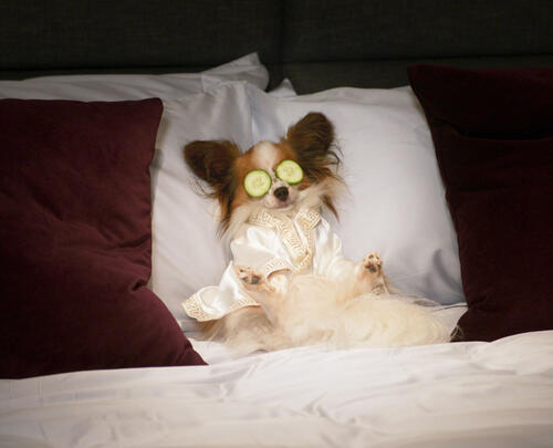 Show Dogs Movie Tickets & Showtimes Near You | Fandango