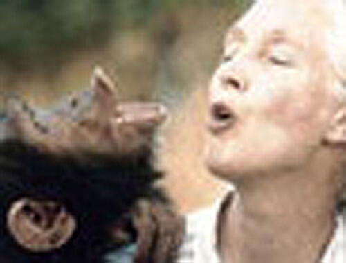 Jane Goodall's Wild Chimpanzees Showtimes | Fandango