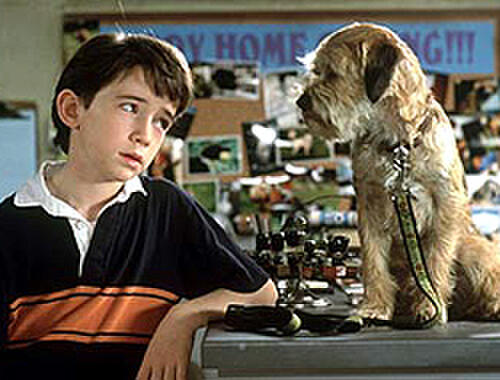 Good Boy! Movie Tickets & Showtimes Near You | Fandango