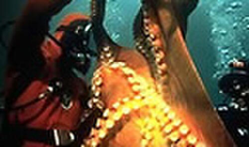 Ocean Wonderland Tickets & Showtimes | Fandango