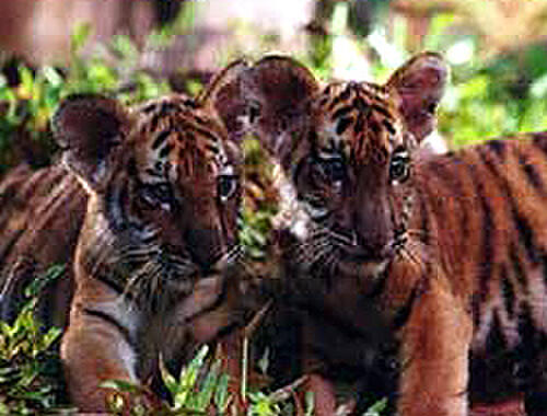 Two Brothers Movie Tickets & Showtimes Near You | Fandango