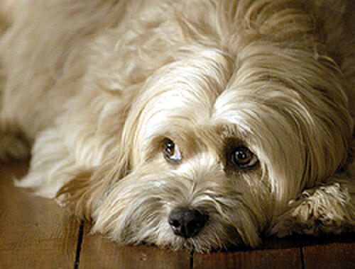 Benji: Off the Leash! Tickets & Showtimes | Fandango