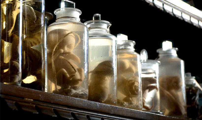 Creation Movie Tickets & Showtimes Near You | Fandango