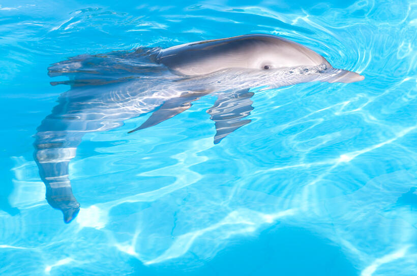 dolphin tale wallpaper