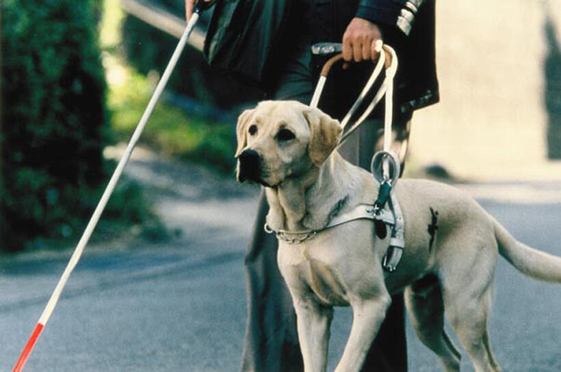 Quill: The Life of a Guide Dog Showtimes | Fandango