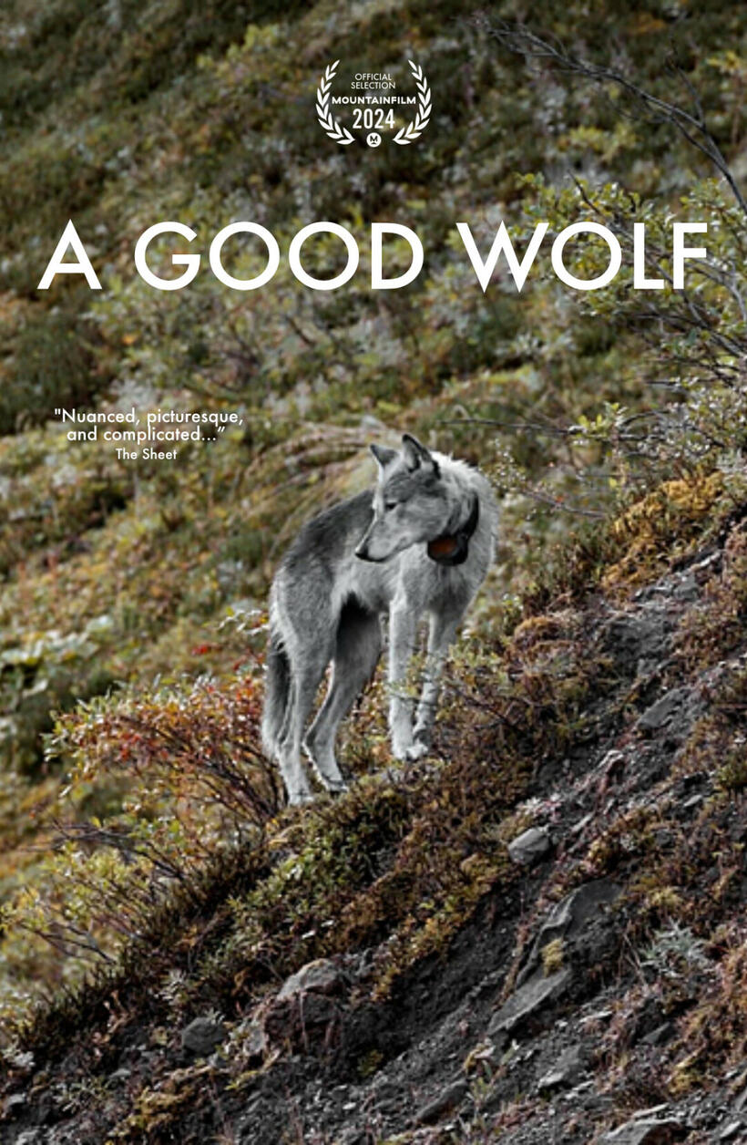 A Good Wolf (2024) Tickets & Showtimes | Fandango