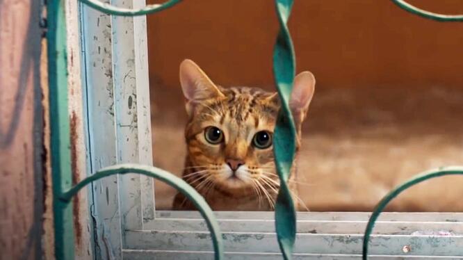 Meow (2021) Movie Tickets & Showtimes Near You | Fandango