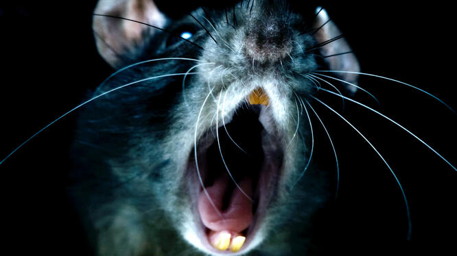 Rats Movie Tickets & Showtimes Near You | Fandango